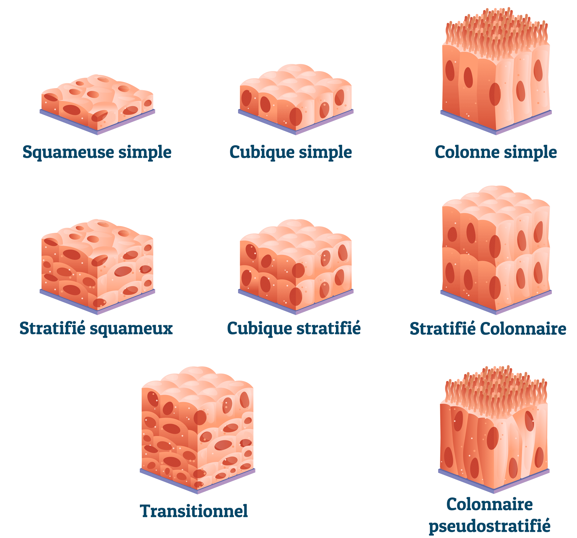 Les cellules épithéliales : définitions et fonctions